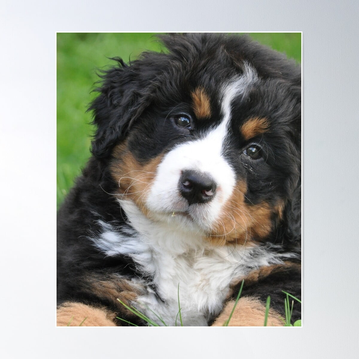 Bernese Mountain Dog ! Poster Wall Art, Modern Wall Decor For Living ...