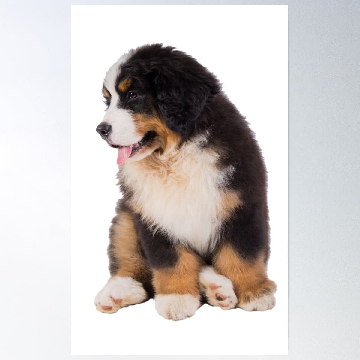 Bernese Mountain Dog Puppy Poster Wall Art, Modern Wall Decor For Living Room Bedroom, 16x24 ...