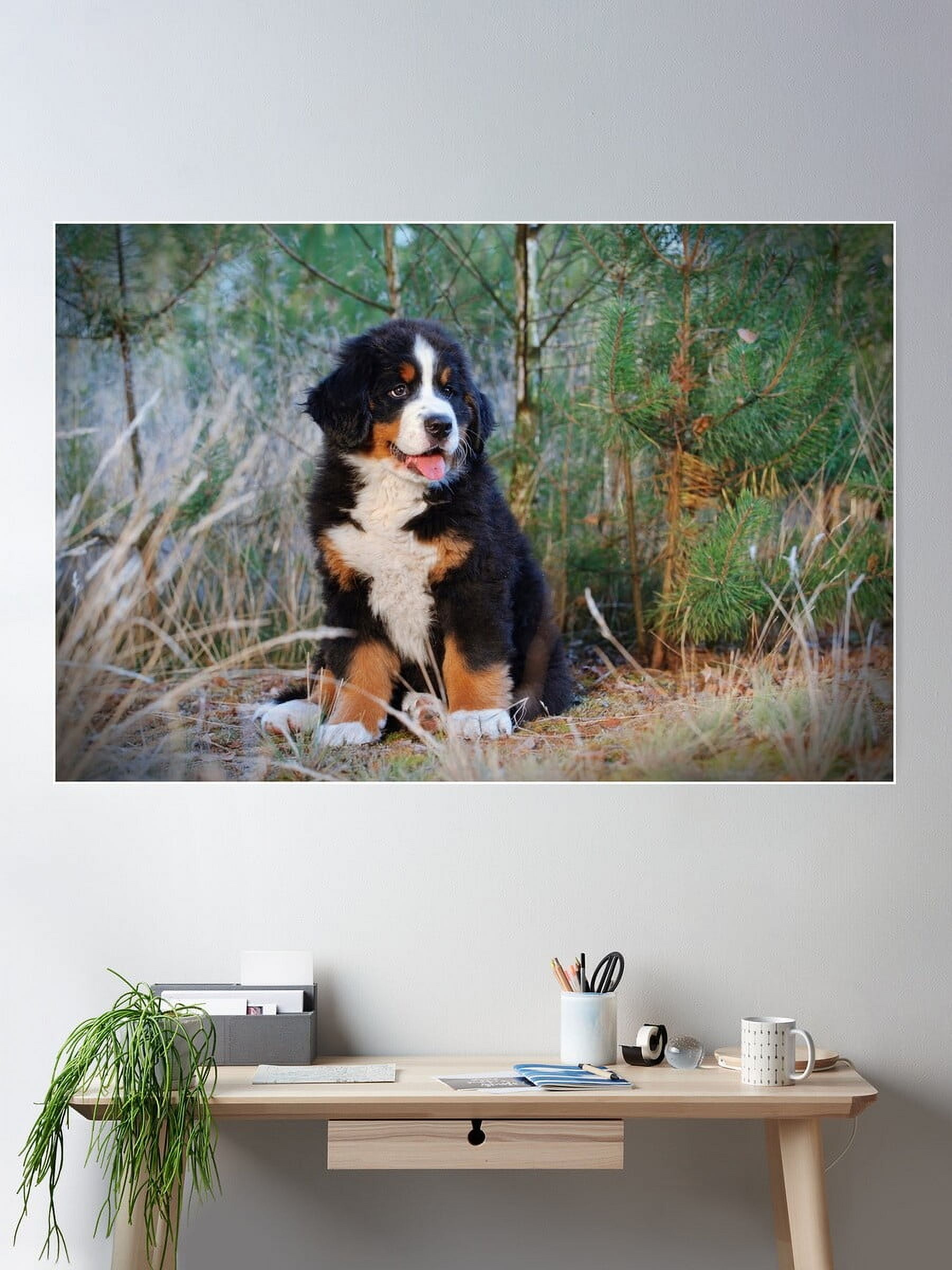 Bernese Mountain Dog Puppy Poster Wall Art, Modern Wall Decor For Living Room Bedroom, 16x24 ...