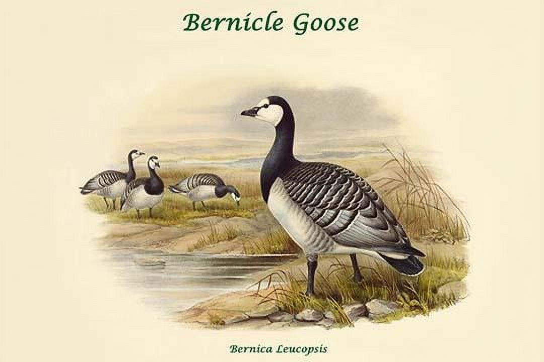 Bernica Leucopsis - Bernicle Goose-Fine Art Canvas Print (20" x 30 ...