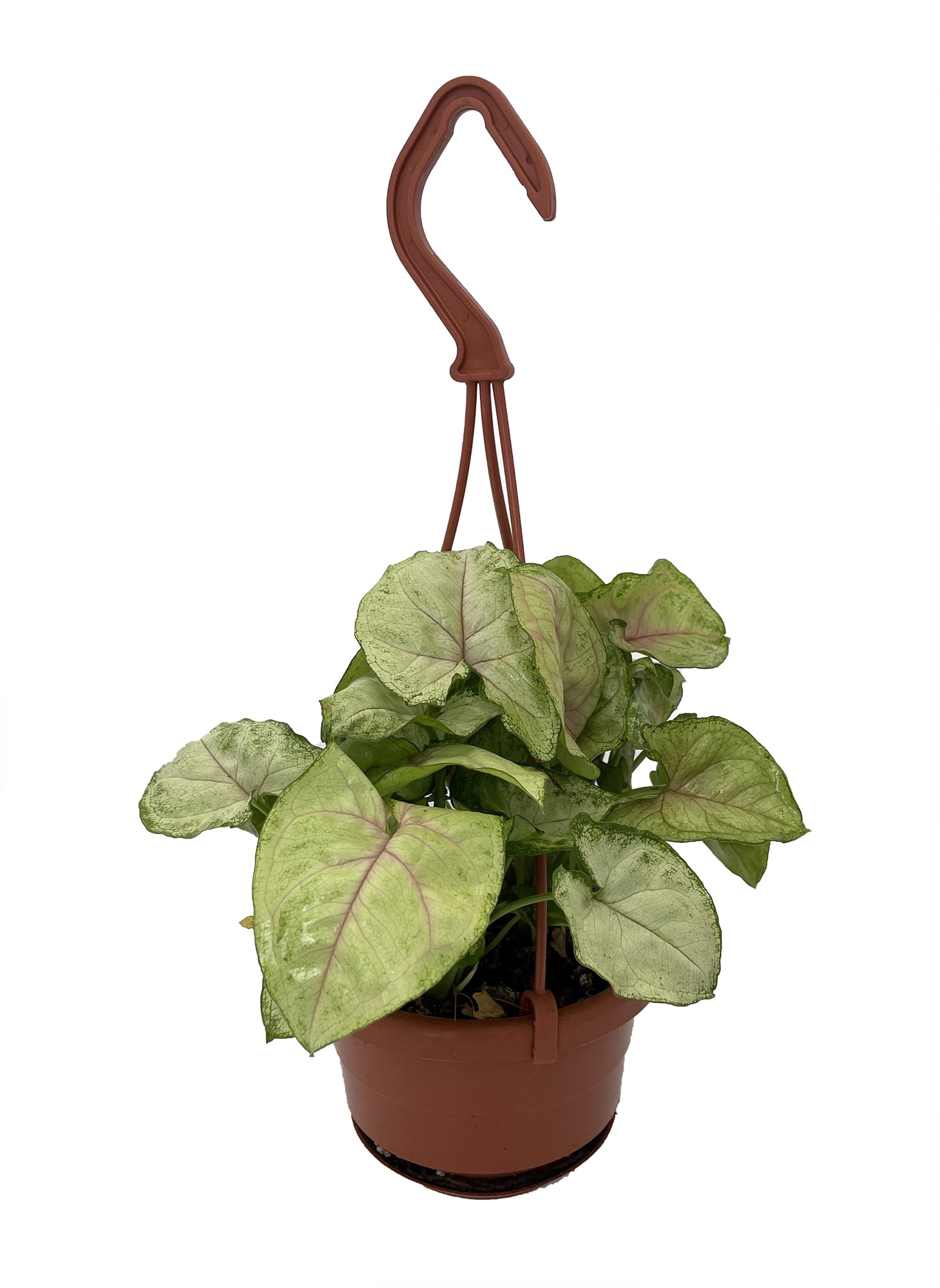 Berry Allusion Arrowhead Plant - Syngonium/Nepthytis - 4" Mini Hanging ...