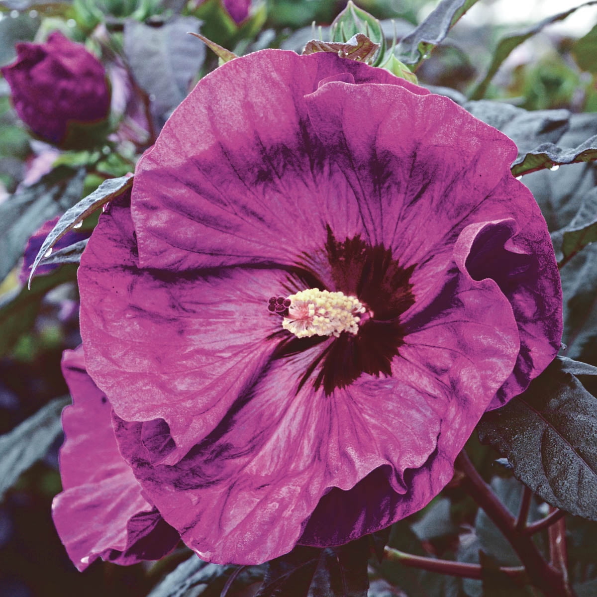 Berry Awesome Perennial Hibiscus Flowering Bare Root Starter Perennial ...