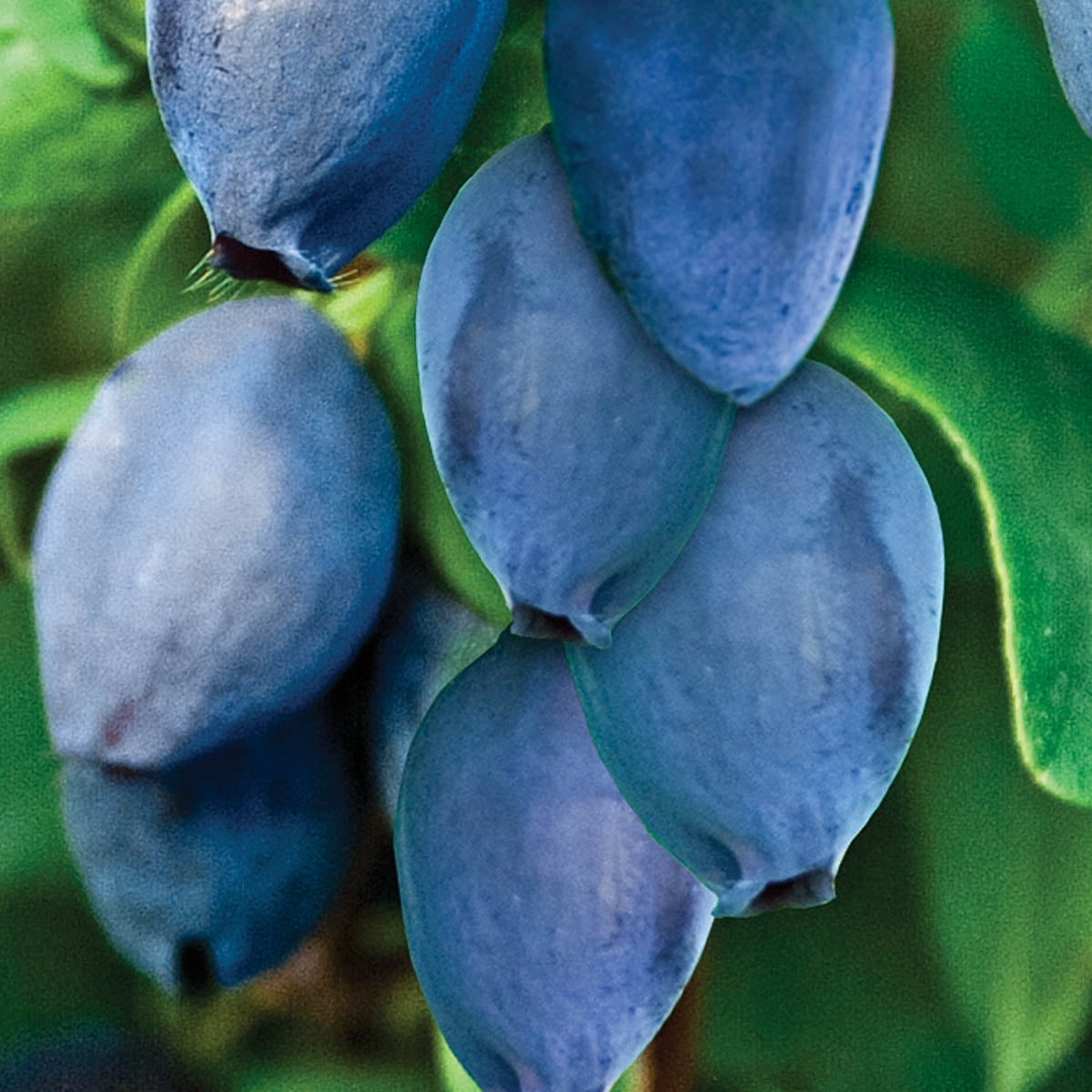 Berry Blue Honeyberry Dormant Bare Root Fruit Plant, 1-Pack - Walmart.com
