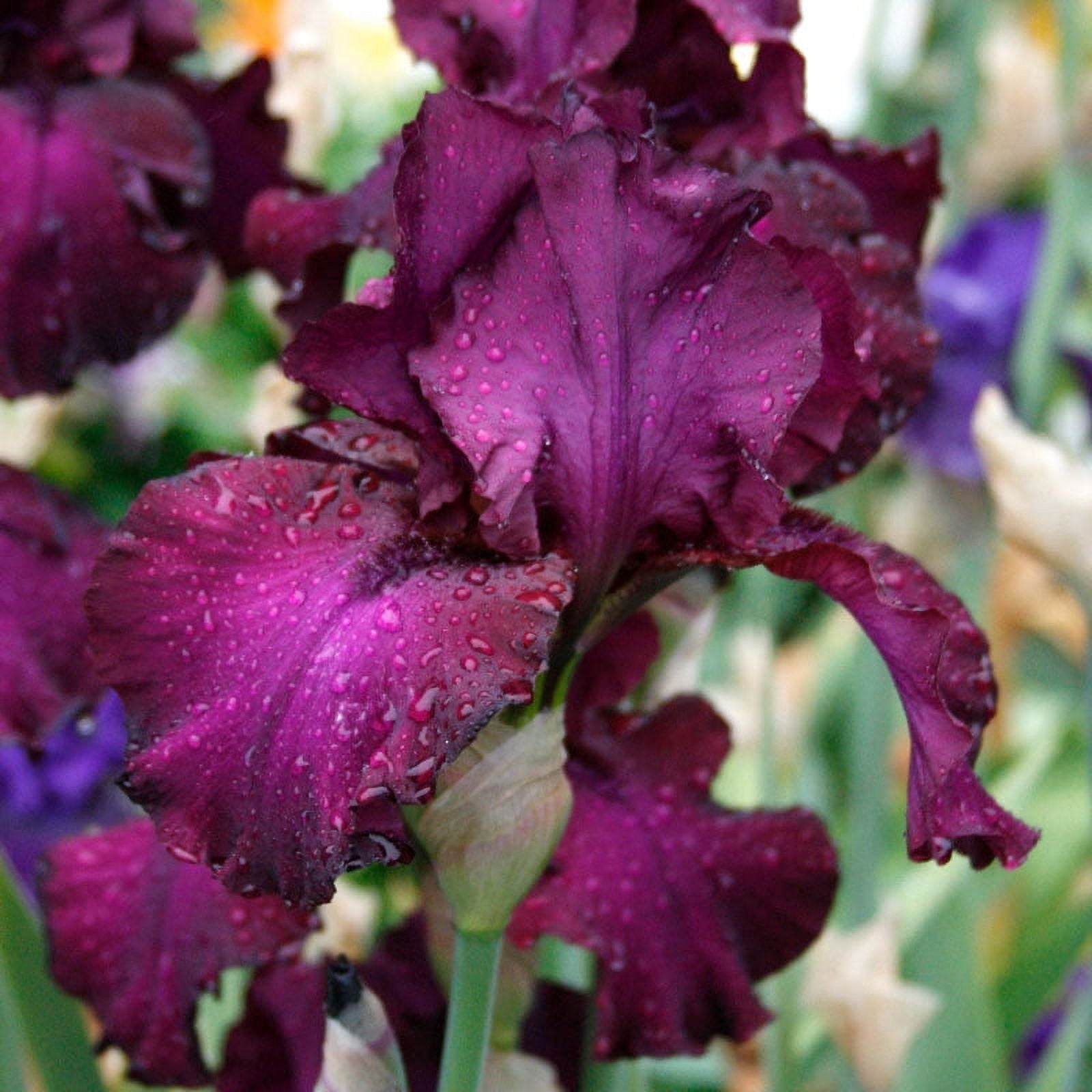Berry Fulfilling Bearded Iris Flower Bulbs - Attracts Butterflies and ...