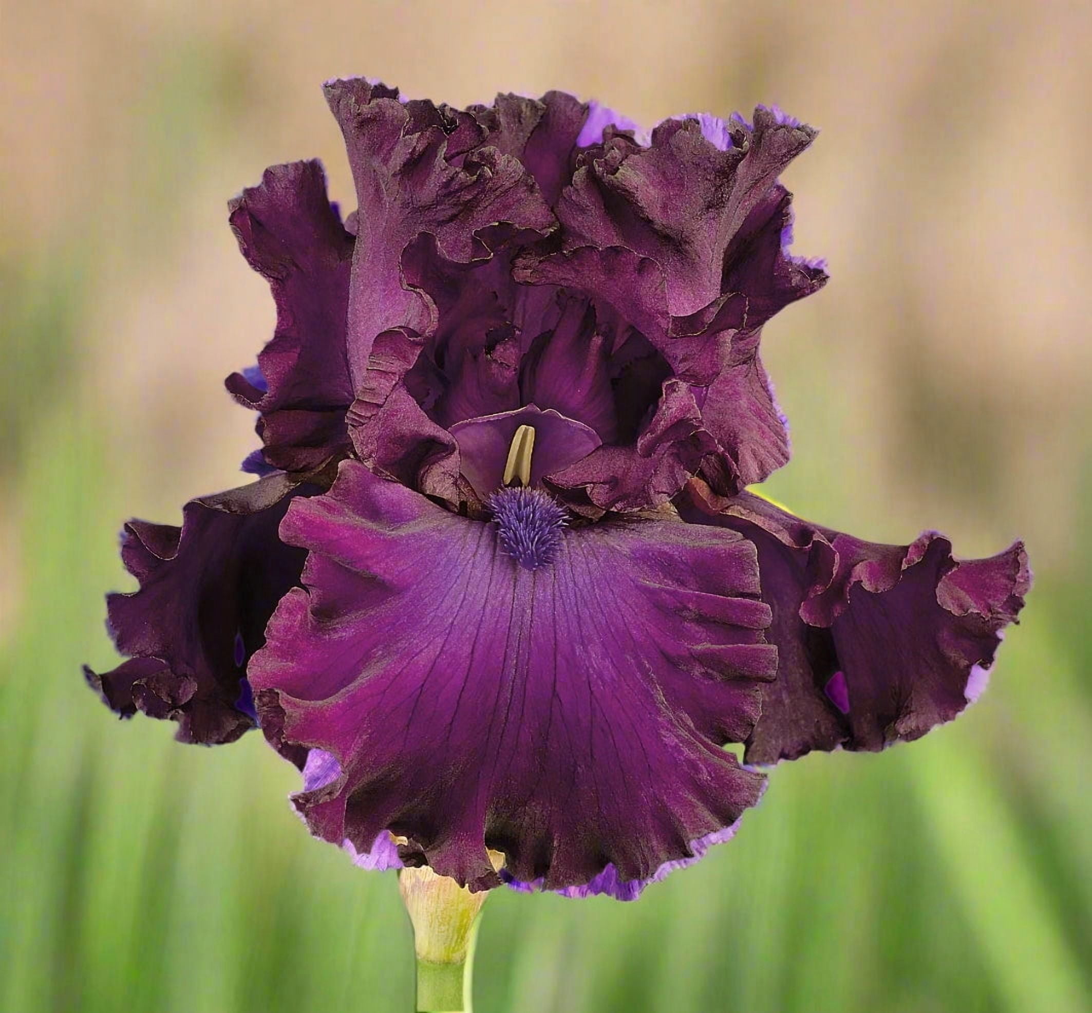 Berry Fulfilling Tall Bearded Iris Rhizome | Deep Purple & Magenta ...