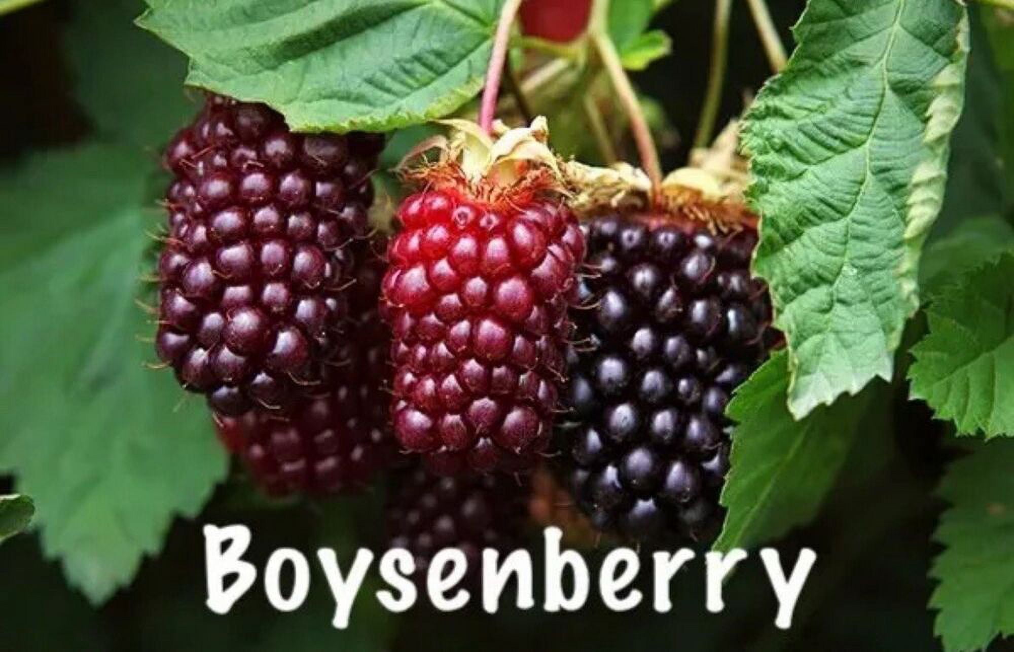 Berry Plants Combo 2 Plants Of each - Walmart.com