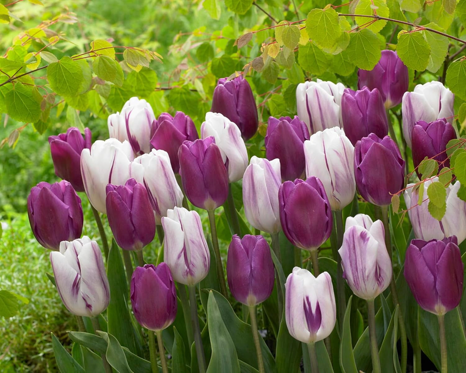 Berry Swirl Tulip Mix for Growing - Purple Flag and Purple Flaming Flag ...