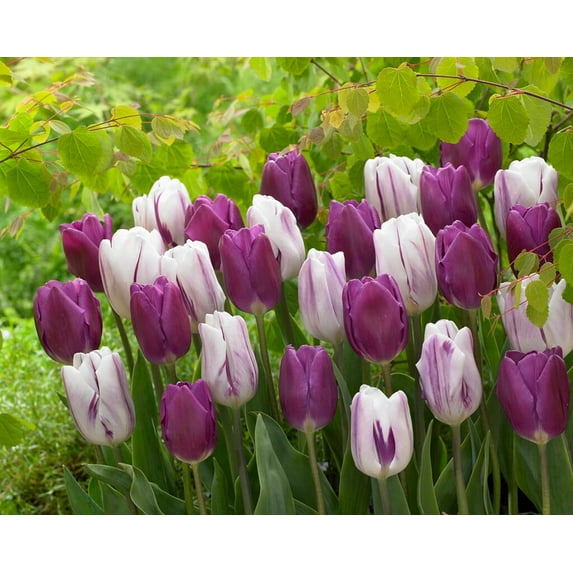 Berry Swirl Tulip Mix for Growing - Purple Flag and Purple Flaming Flag ...