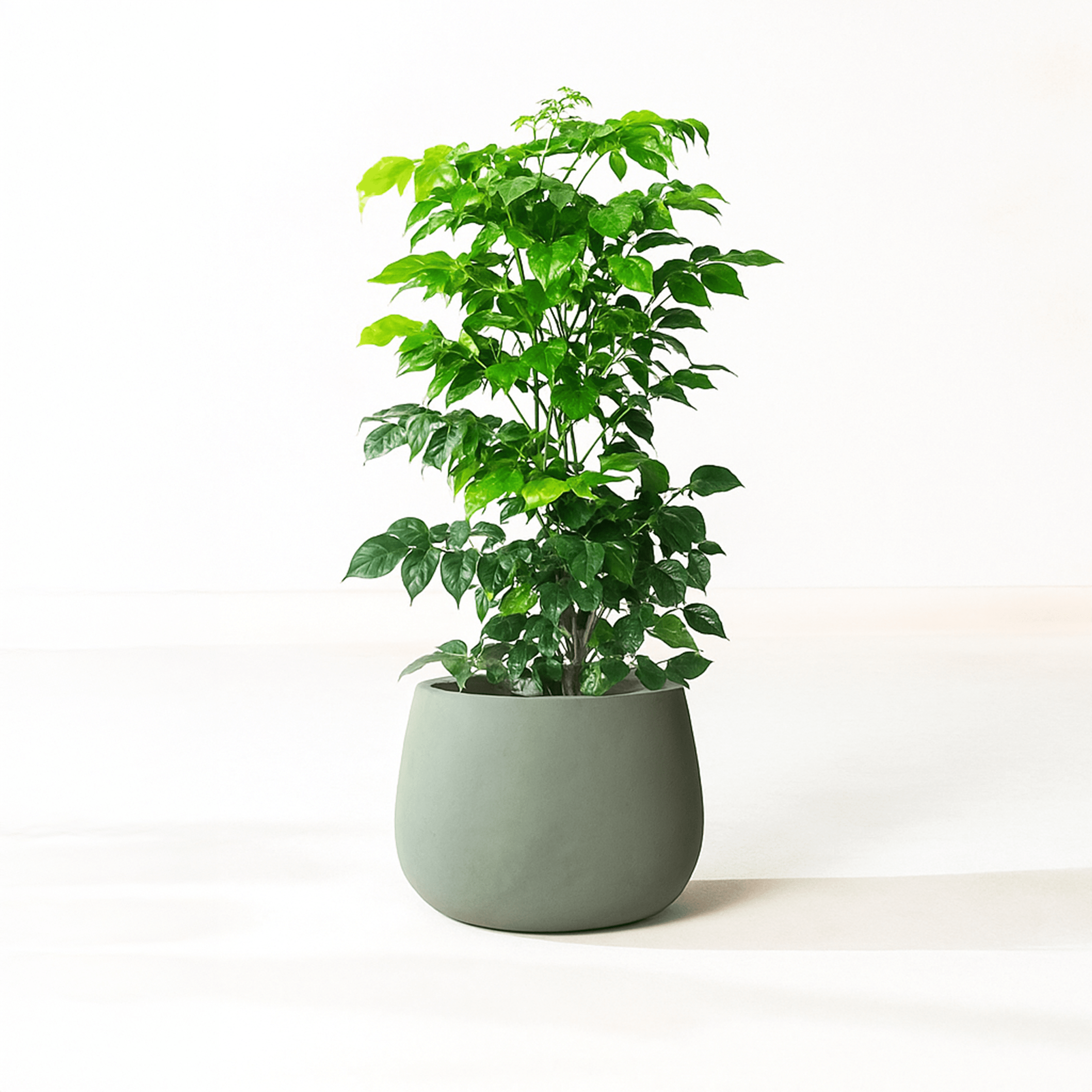 Fab Habitat Beryl Handmade Round Metal Planters in Verde / Sage Green ...