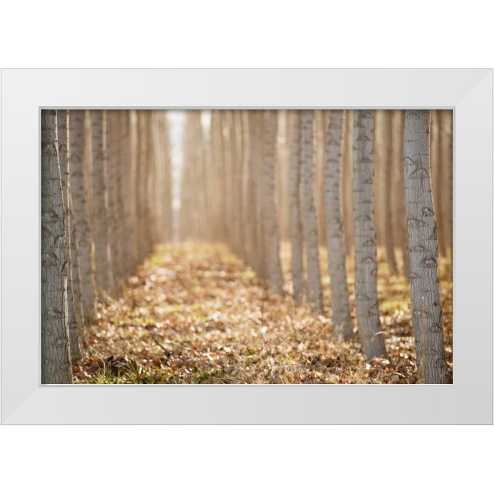 Berzel, Erin 18x13 White Modern Wood Framed Museum Art Print Titled ...