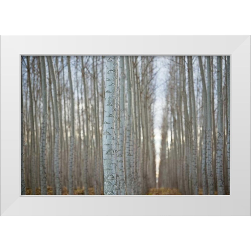 Berzel, Erin 18x13 White Modern Wood Framed Museum Art Print Titled ...