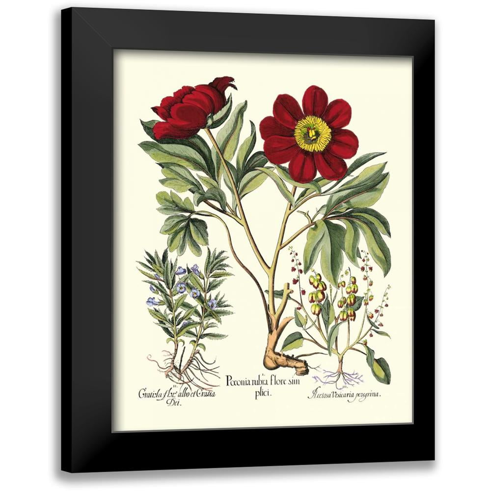 Besler, Basilius 12x14 Black Modern Framed Museum Art Print Titled ...