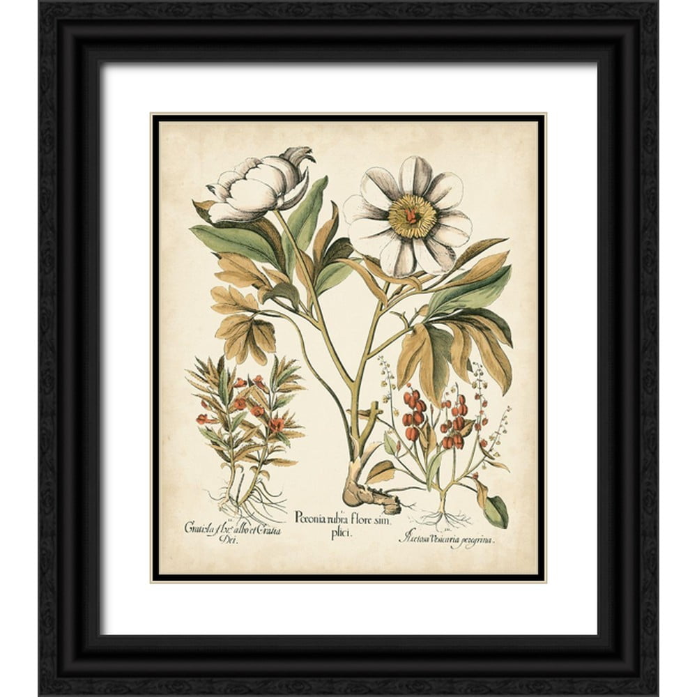 Besler, Basilius 12x14 Black Ornate Wood Framed with Double Matting ...