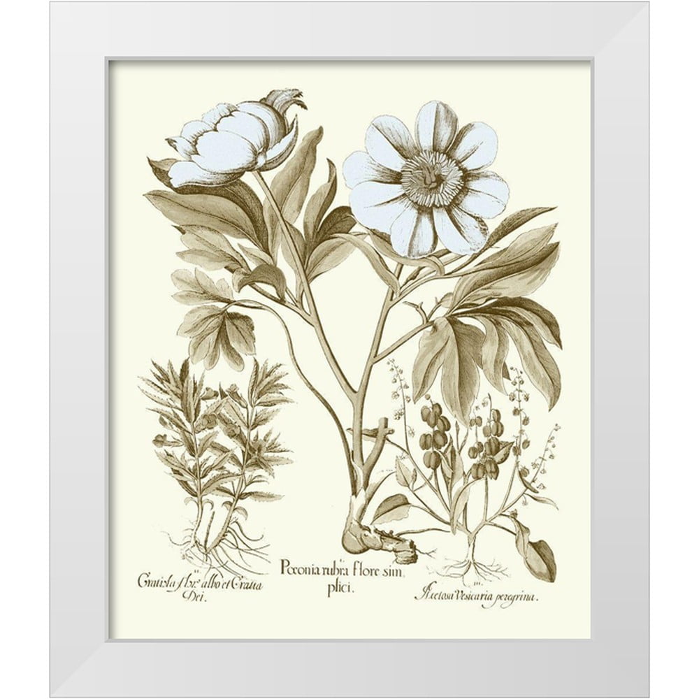 Besler, Basilius 12x14 White Modern Wood Framed Museum Art Print Titled ...