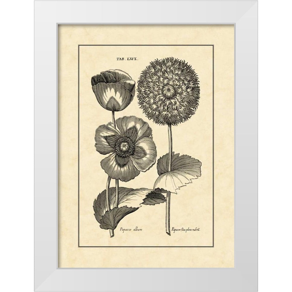 Besler, Basilius 24x32 White Modern Wood Framed Museum Art Print Titled ...