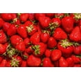 (Best) Jewel Strawberry Plants - Bare Root Plants to Grow Strawberries ...