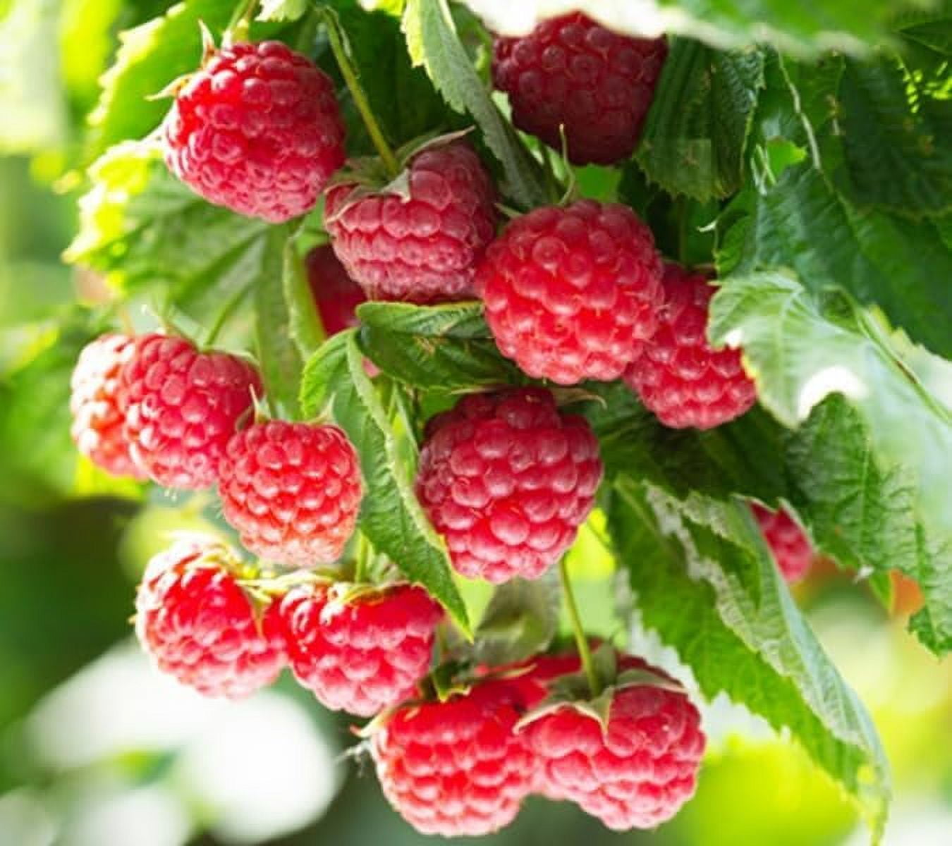 (Best) Latham Raspberry Plants to Grow - Easy to Grow Rooted Plants ...