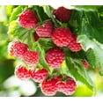 (Best) Latham Raspberry Plants to Grow - Easy to Grow Rooted Plants ...