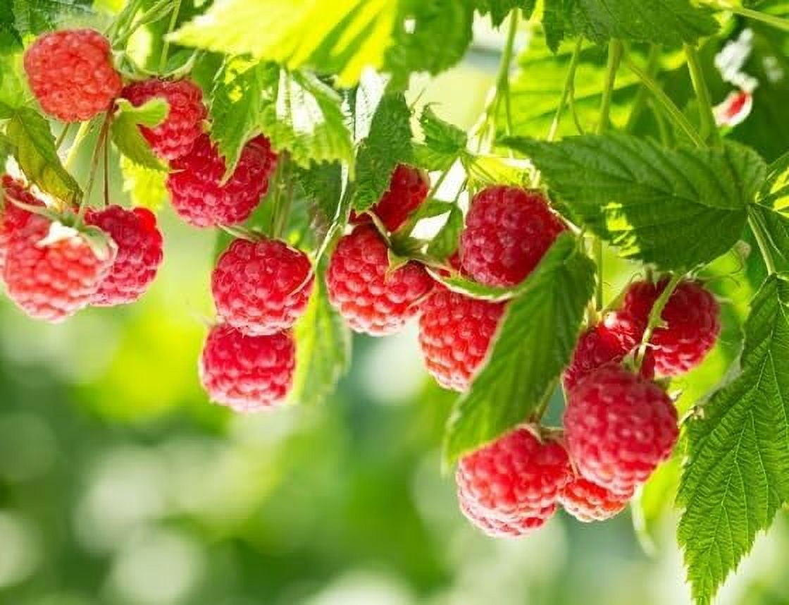 (Best) Nova Raspberry Plants to Grow - Easy to Grow Rooted Plants - No ...