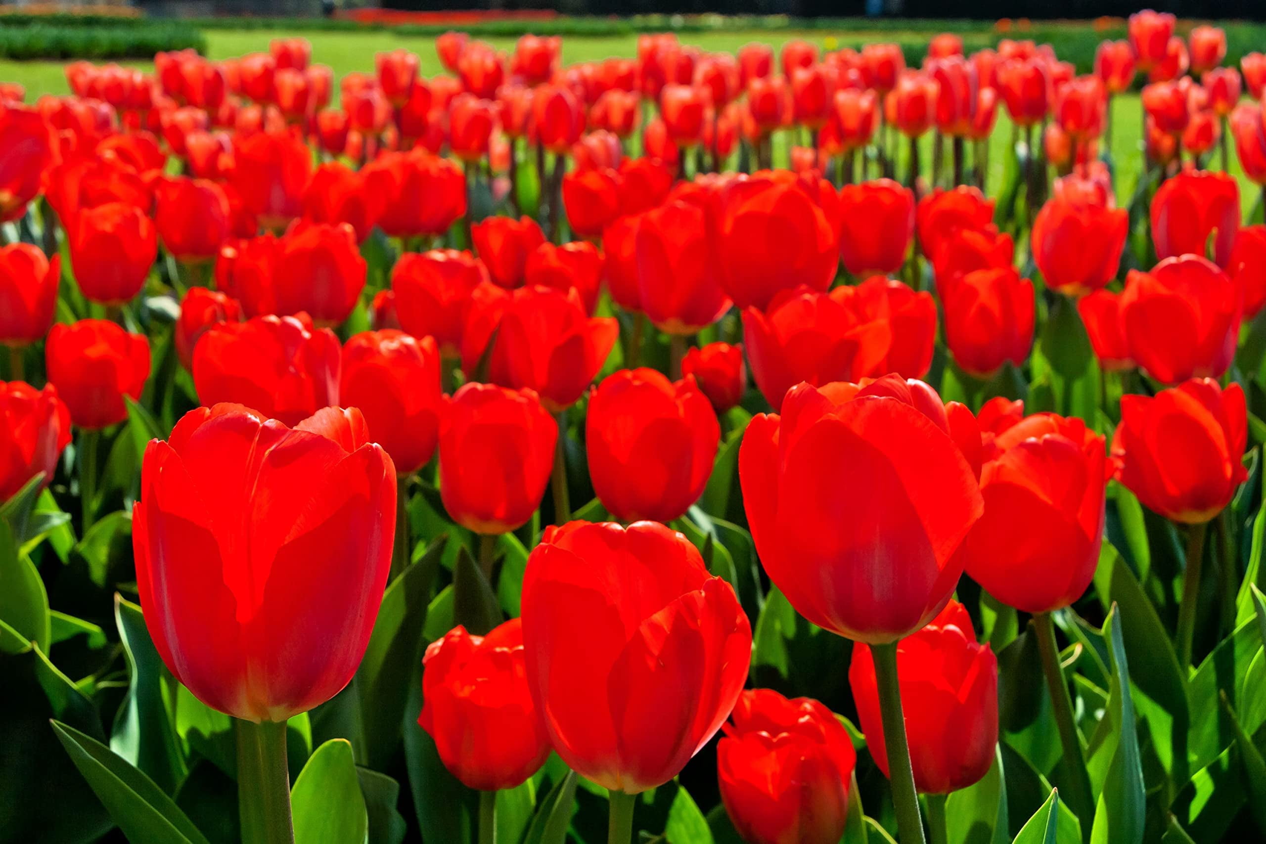 Best Red Tulip Bulbs for Bulk Flower Planting - Easy to Grow, Made in ...