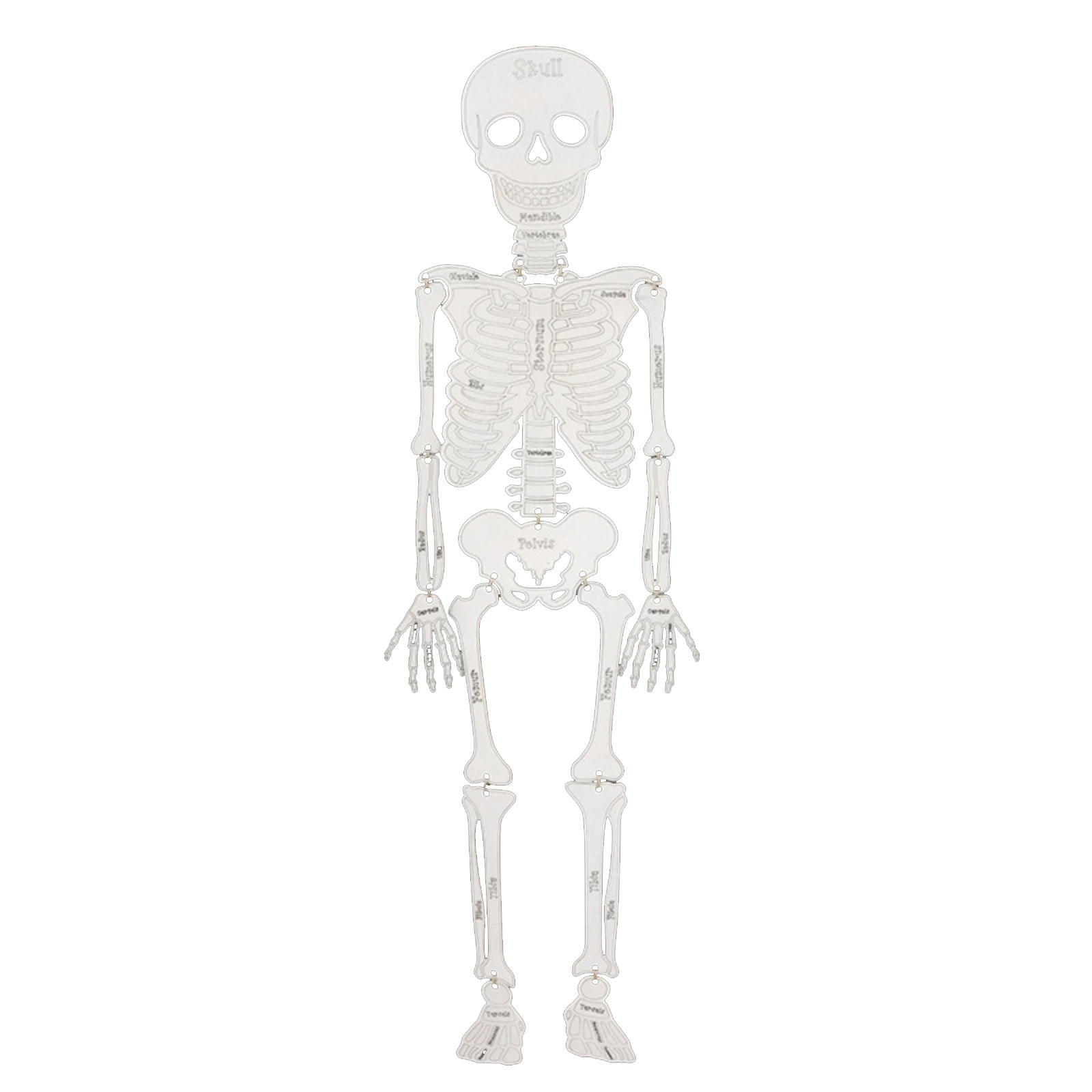 Besthm Halloween Poseable Skeleton, Full Body Skeleton with Movable ...