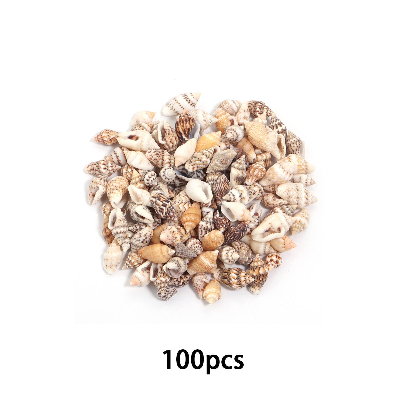 Bestsky Sea Shells Natural Seashells For Craft Projects Sea Shell Ideal ...