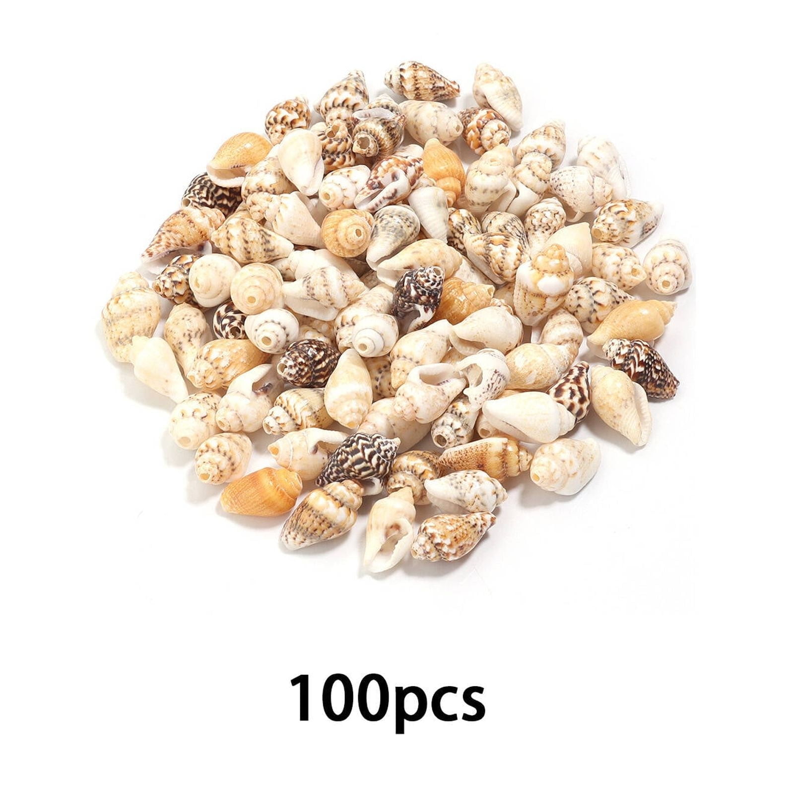 Bestsky Sea Shells Natural Seashells For Craft Projects Sea Shell Ideal ...