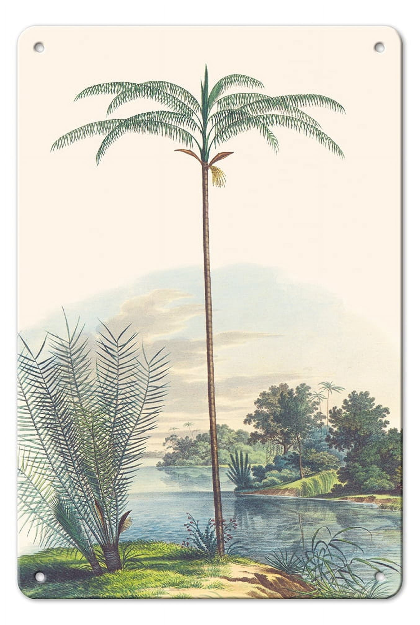 Bet Nut Subfamily Palms (Astrocaryum Acaule) (Oenocarpus Bataua ...