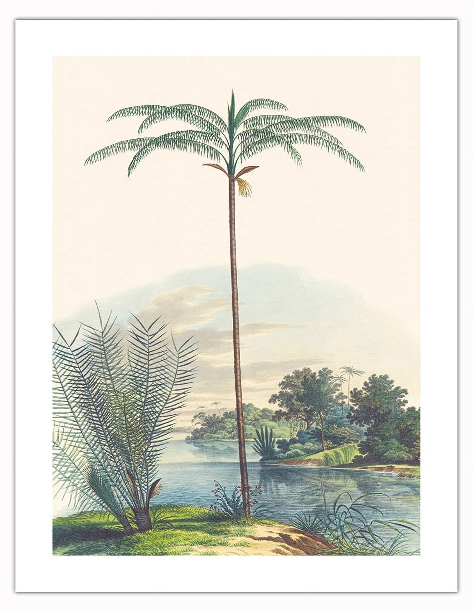 Bet Nut Subfamily Palms (Astrocaryum Acaule) (Oenocarpus Bataua ...