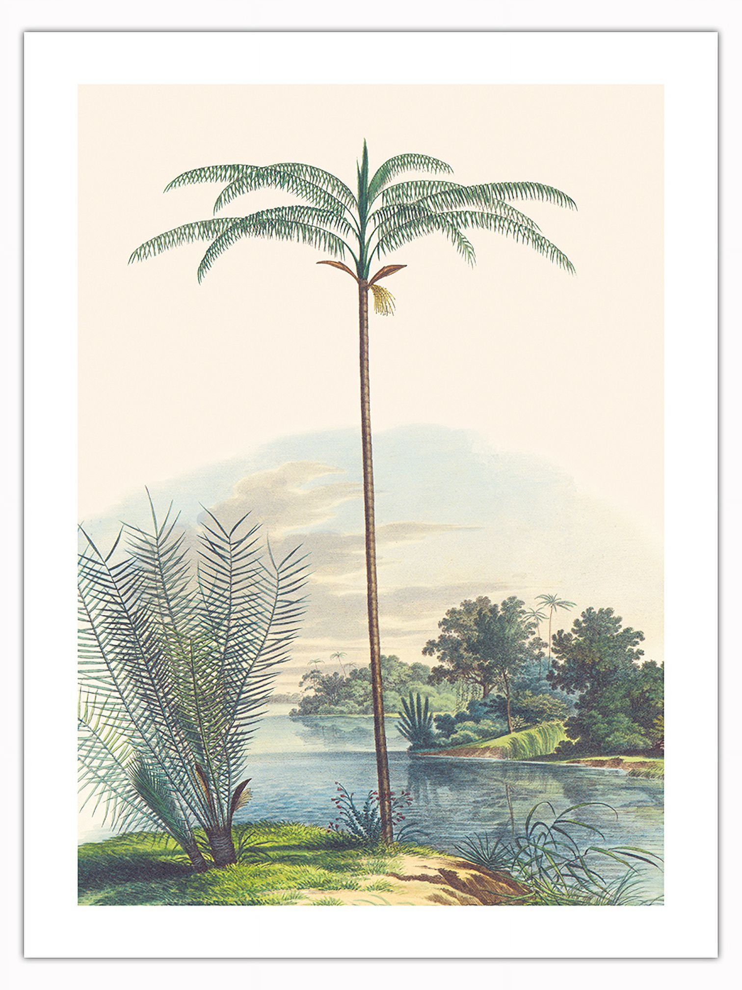 Bet Nut Subfamily Palms (Astrocaryum Acaule) (Oenocarpus Bataua ...