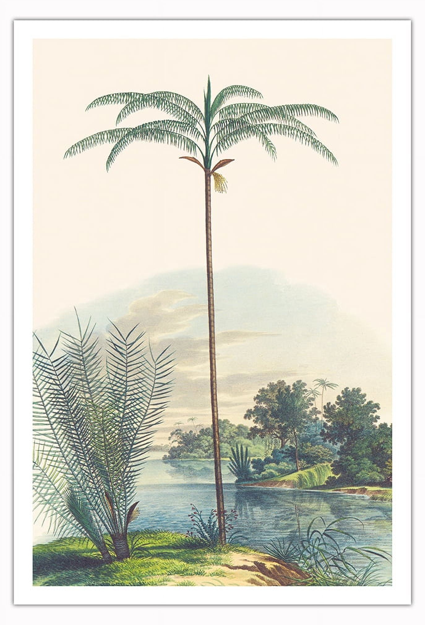 Bet Nut Subfamily Palms (Astrocaryum Acaule) (Oenocarpus Bataua ...