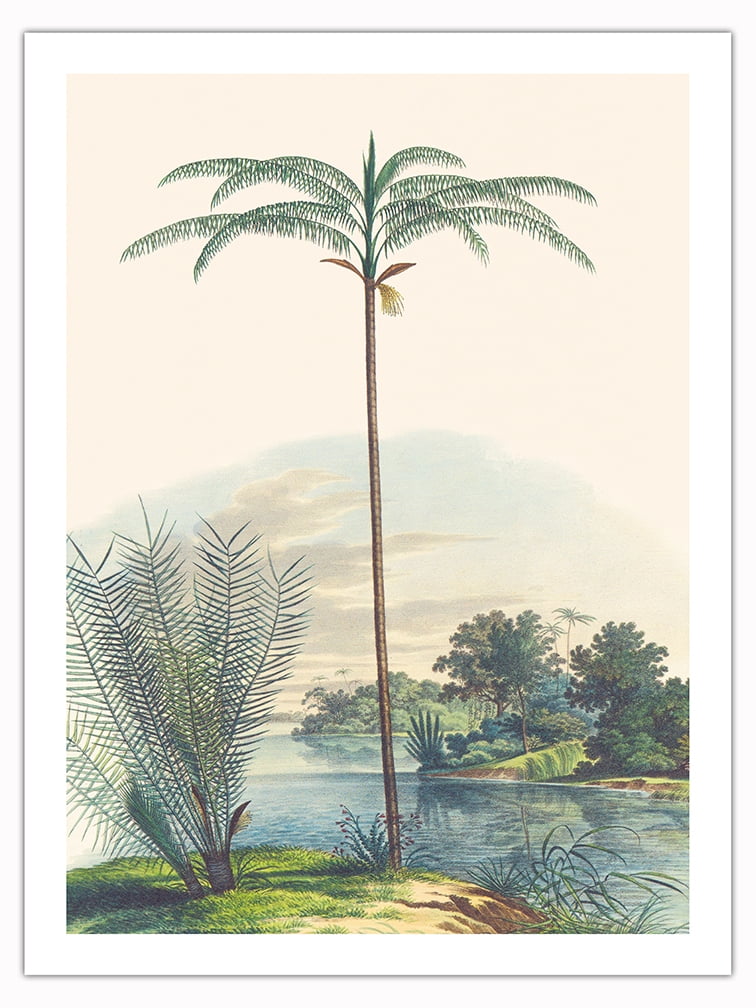 Bet Nut Subfamily Palms (Astrocaryum Acaule) (Oenocarpus Bataua ...