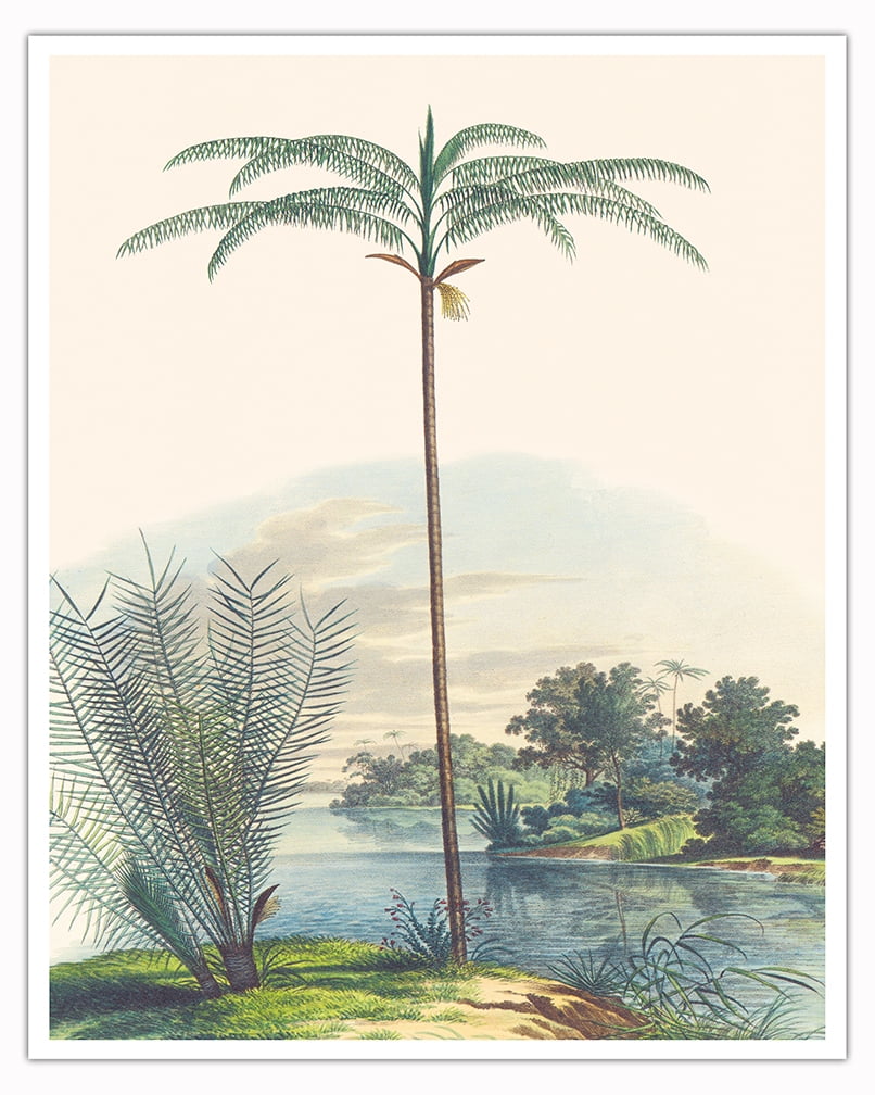 Bet Nut Subfamily Palms (Astrocaryum Acaule) (Oenocarpus Bataua ...