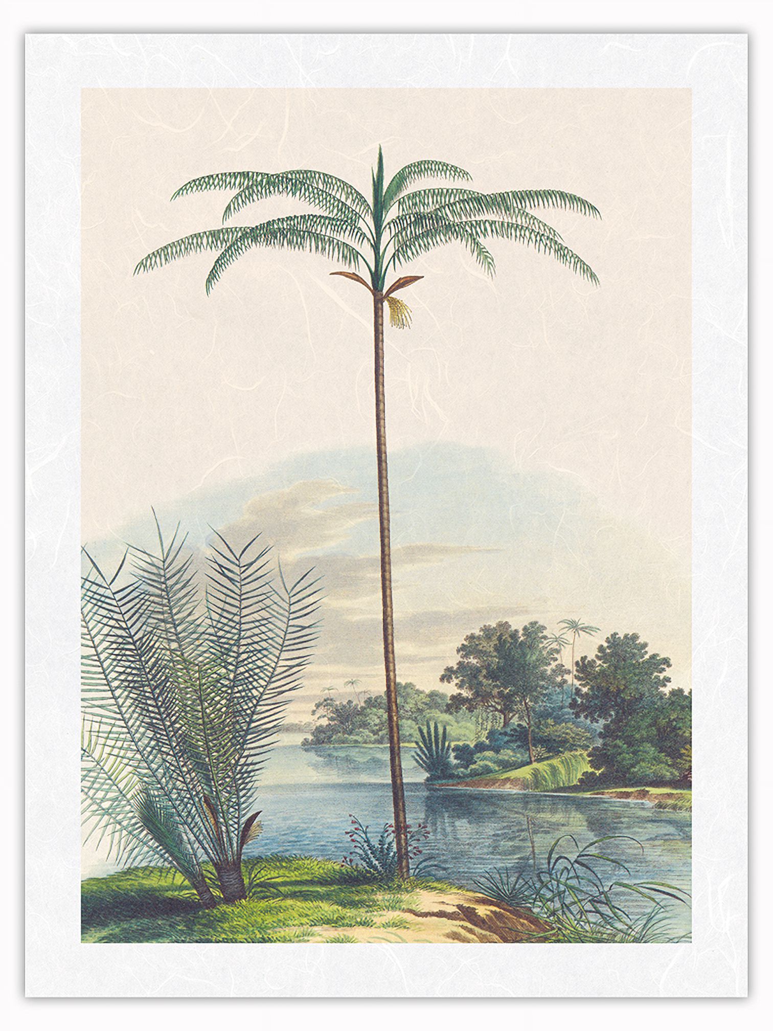 Bet Nut Subfamily Palms (Astrocaryum Acaule) (Oenocarpus Bataua ...