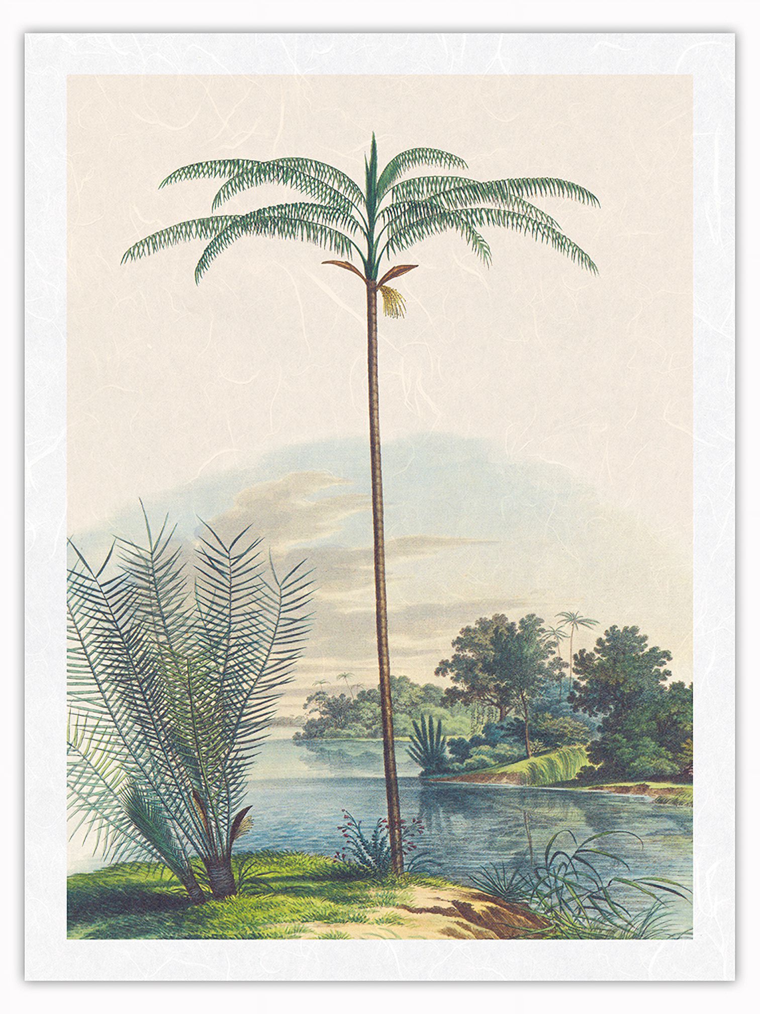 Bet Nut Subfamily Palms (Astrocaryum Acaule) (Oenocarpus Bataua ...