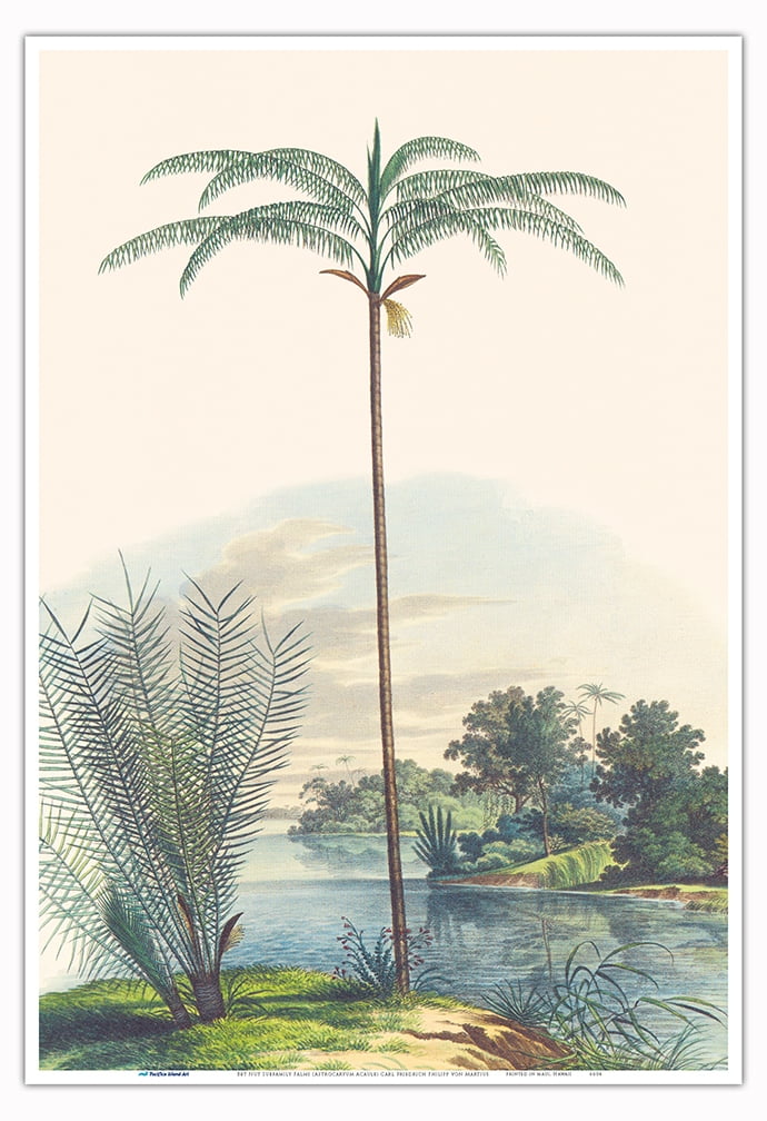 Bet Nut Subfamily Palms (Astrocaryum Acaule) (Oenocarpus Bataua ...