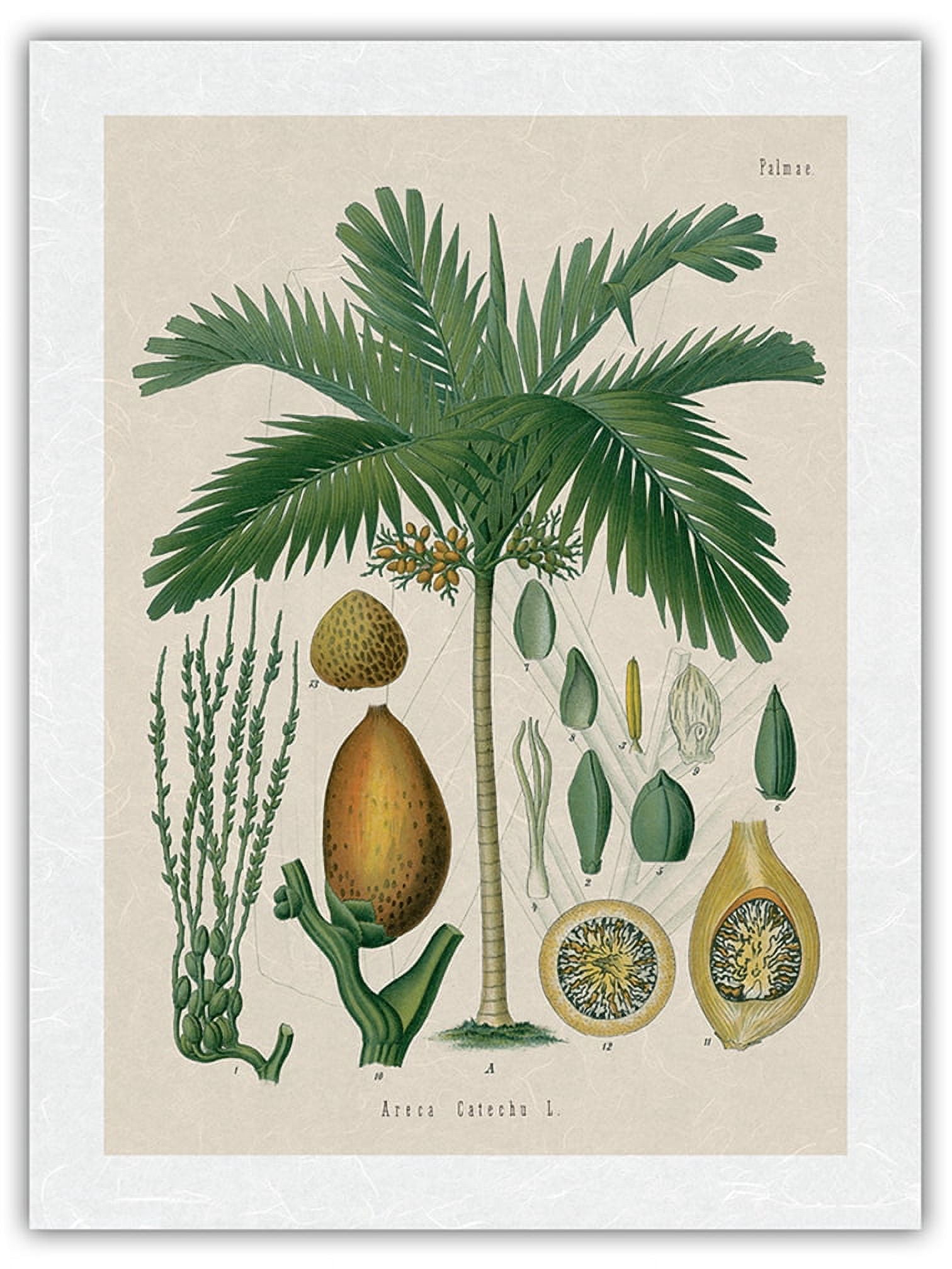 Betel Nut Palm - Vintage Botanical Illustration by Walther Otto Müller ...