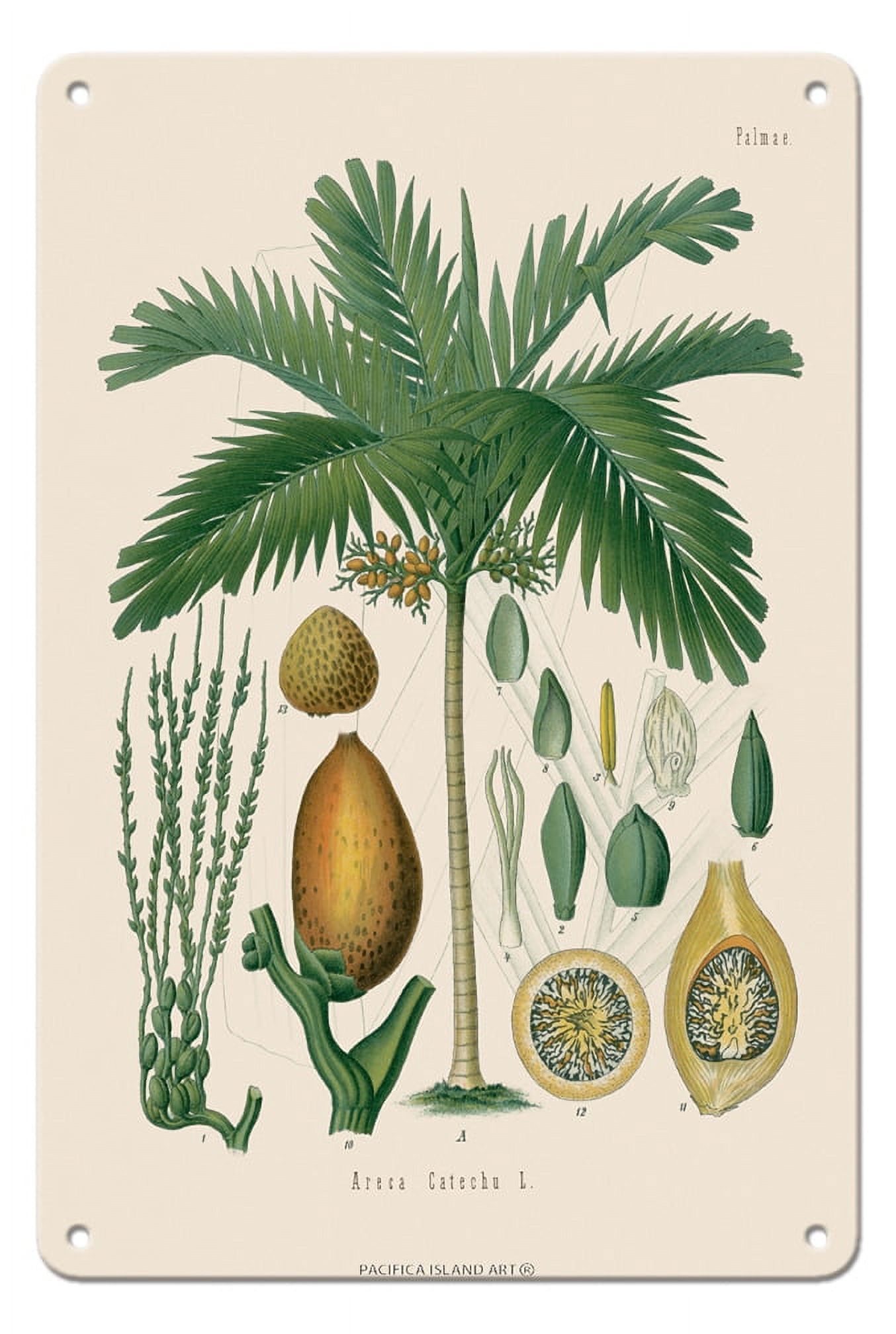 Betel Nut Palm - Vintage Botanical Illustration by Walther Otto Müller ...