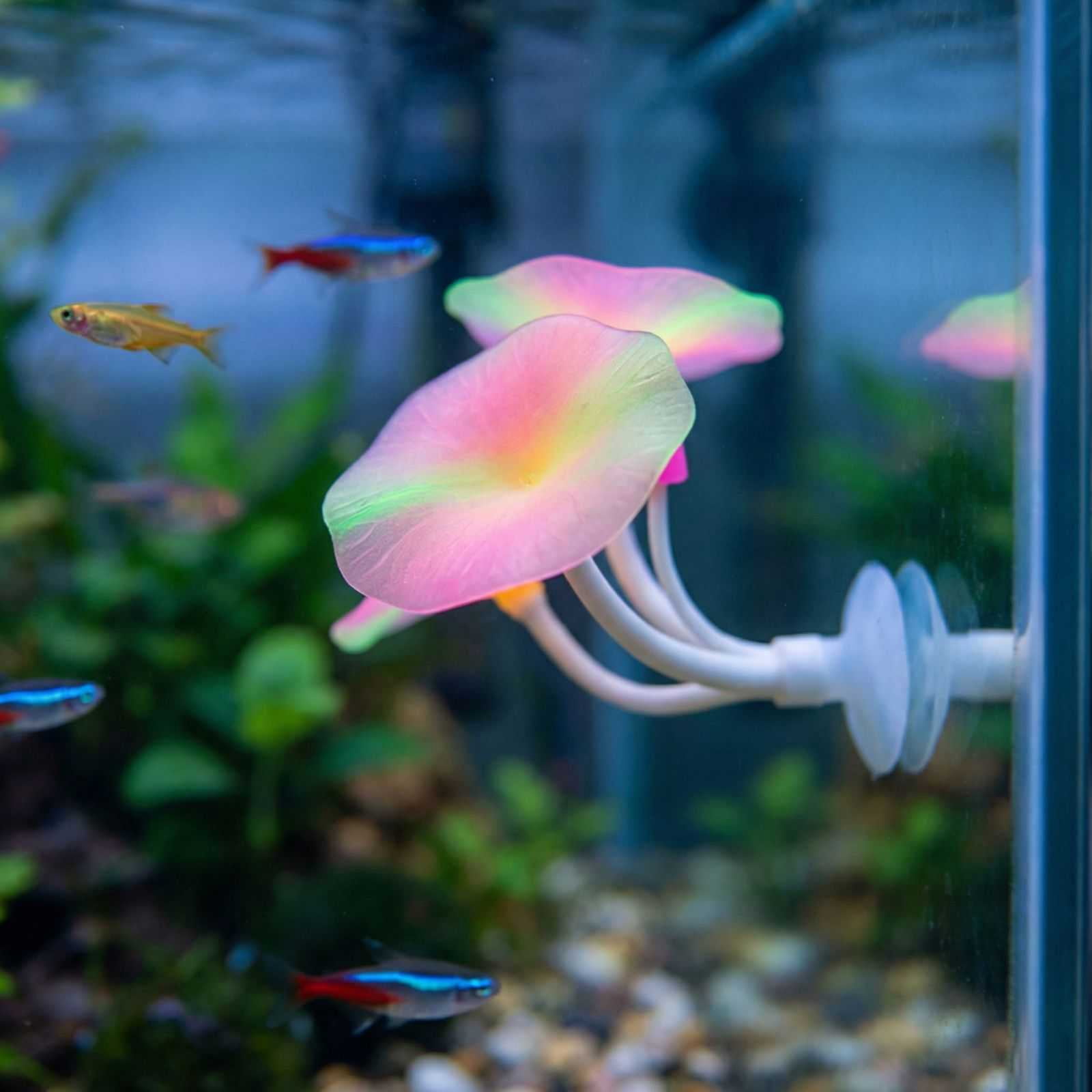 Betta Fish Resting Bed Coral Ornament –10x10x3 cm 1Pc, Food-Grade ...
