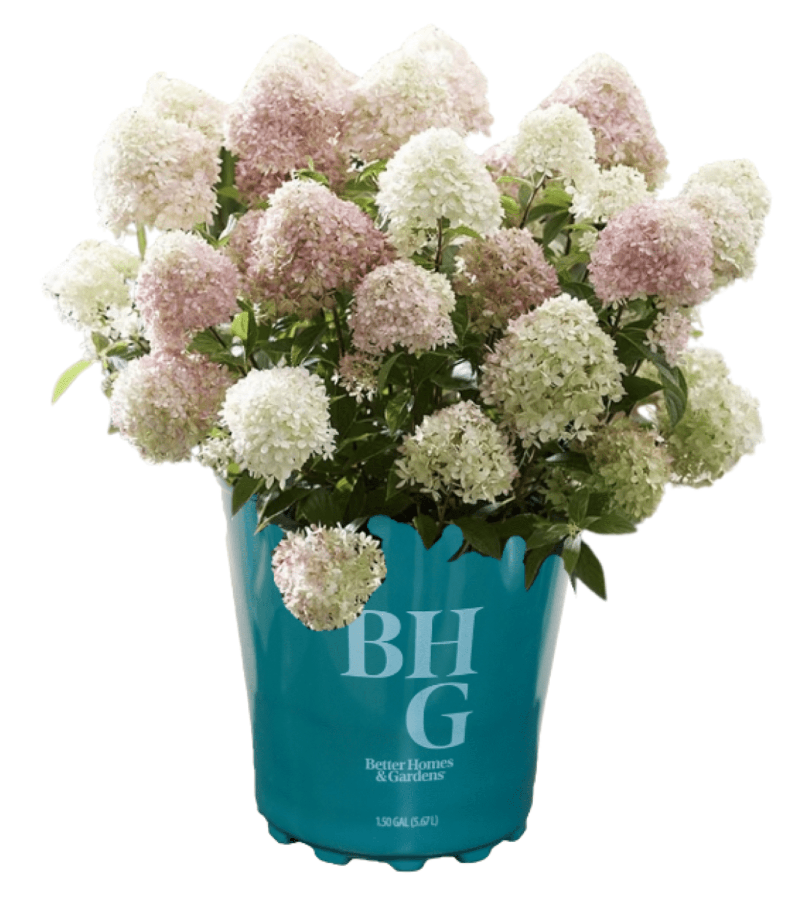 Better Homes & Gardens 1.5 Gallon Hydrangea Little Love Pink Living ...