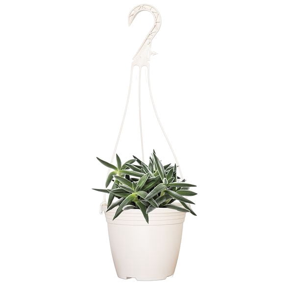 Better Homes & Garden 2.5QT Crassula Bling 6IN Decorative Pot - Walmart.com