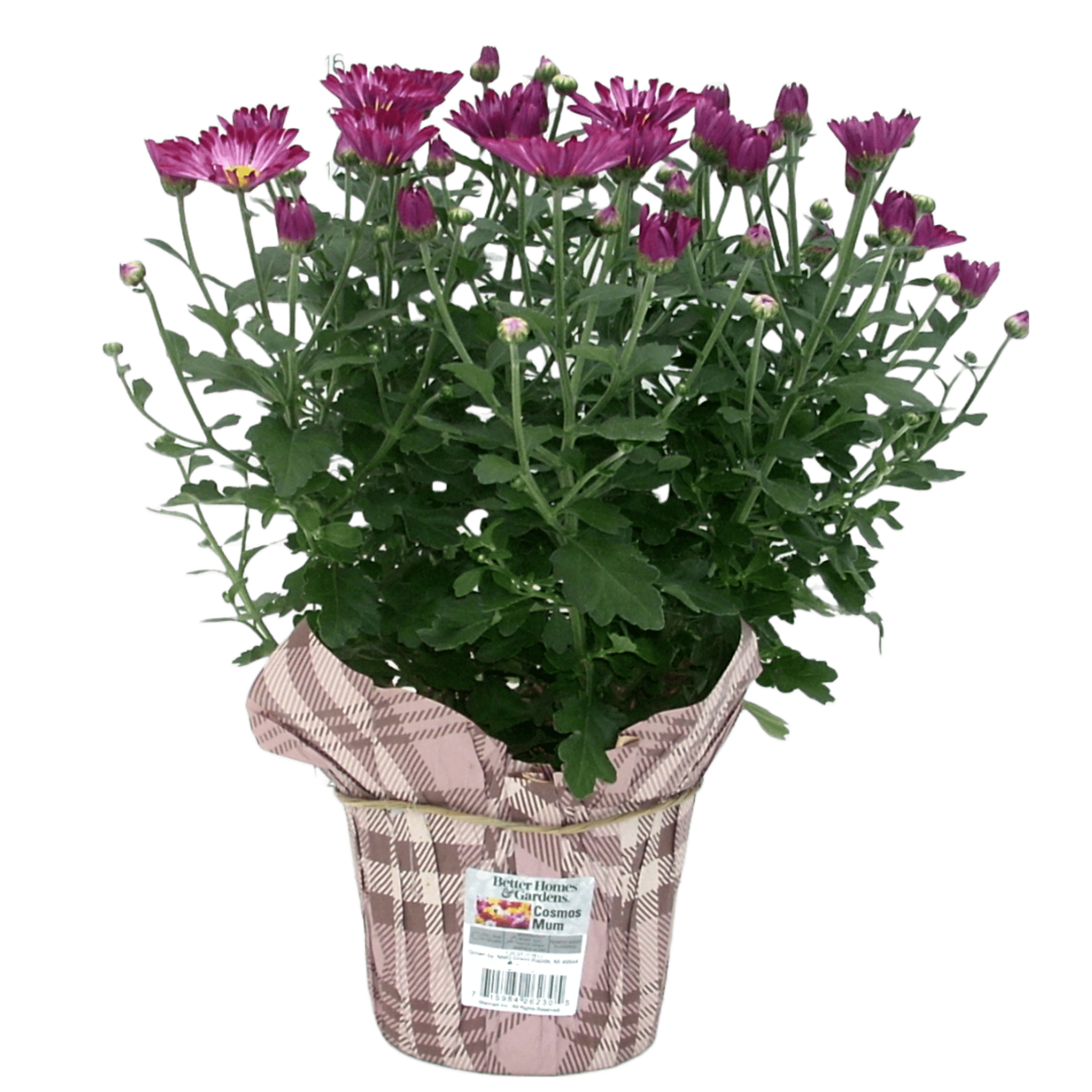 Better Homes & Garden 6" Multicolor Cosmos Mum Live Plants, Full Sun ...