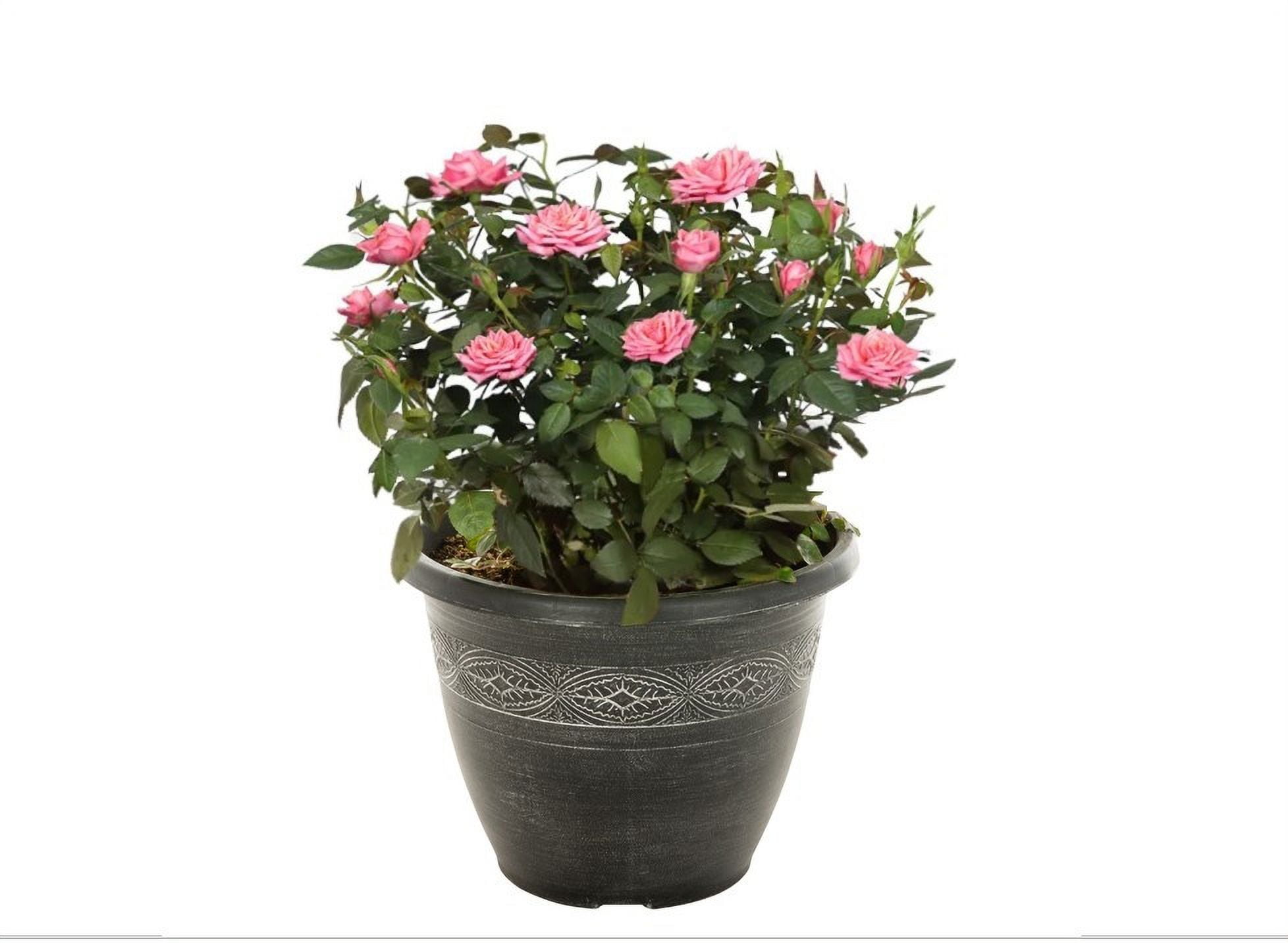 Better Homes & Gardens 1.25gal Pink Mini Rose Live Shrub Plant ...
