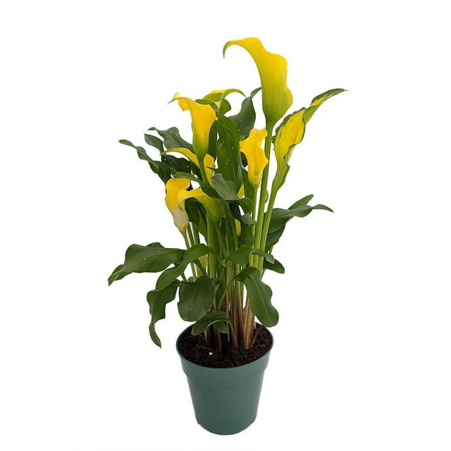 Better Homes & Gardens 1.32 Gal Calla Lily Yellow Full Sun Perennial ... Better Homes & Gardens 1.32 Gal Calla Lily Yellow Full Sun Perennial ...