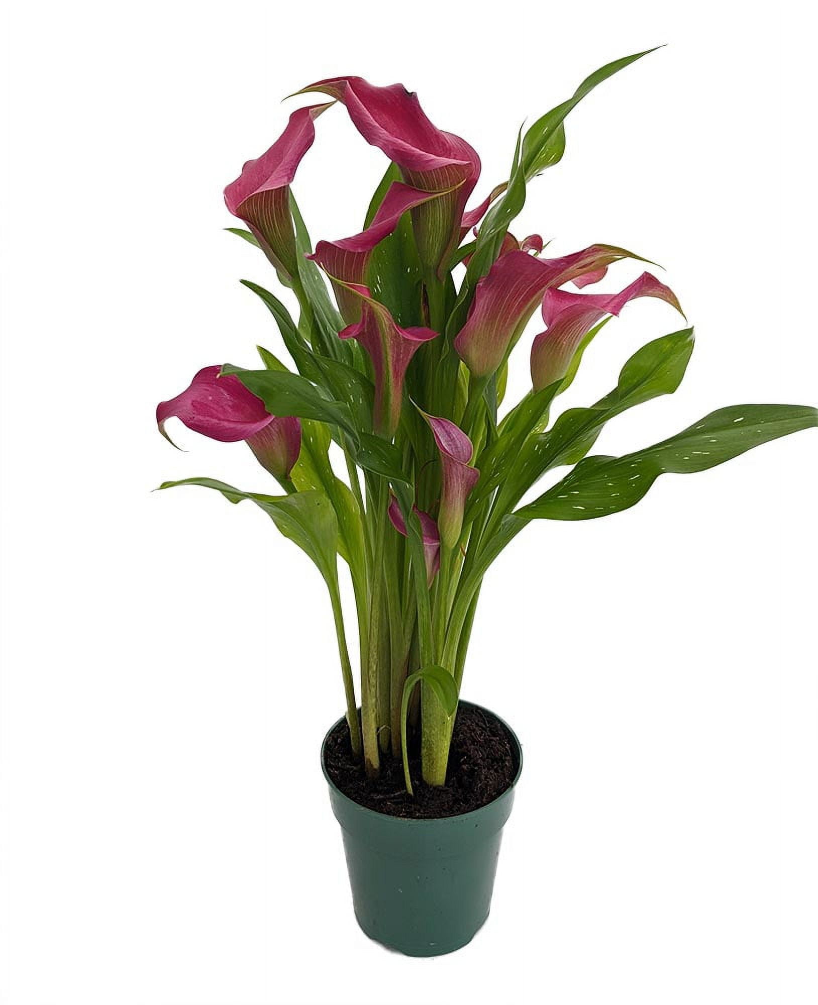 Better Homes & Gardens 1.32 Gallon Calla Lily Color Pink Perennial Live ...