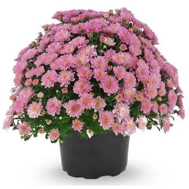 Better Homes & Gardens 1.5 GAL Pink Chrysanthemum (1 pack) Grower pot ... Better Homes & Gardens 1.5 GAL Pink Chrysanthemum (1 pack) Grower pot ...