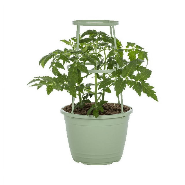 Better Homes & Gardens 1.5 Gal 'Little Napoli' Tomato Live Plant ... Better Homes & Gardens 1.5 Gal 'Little Napoli' Tomato Live Plant ...