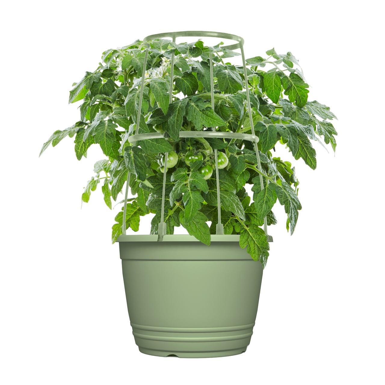 Better Homes & Gardens 1.5gal Tomato Little Napoli Live Edible Plant ...
