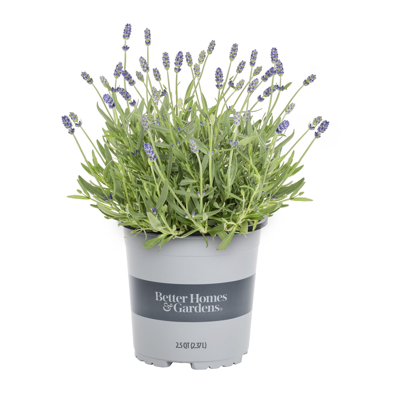 Better Homes & Gardens 1.5 Gallon Purple Lavender Super Blue Live Plant ...