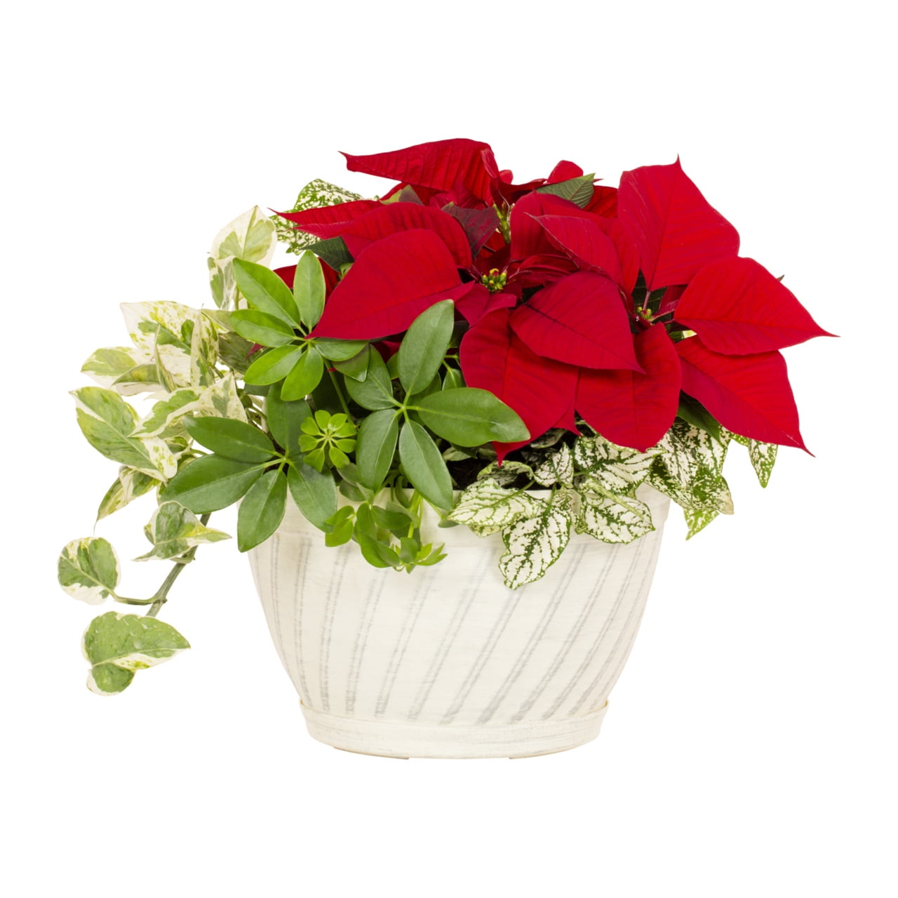 Better Homes & Gardens 1.5G Red Poinsettia Ivy Hypoestes Pothos ...